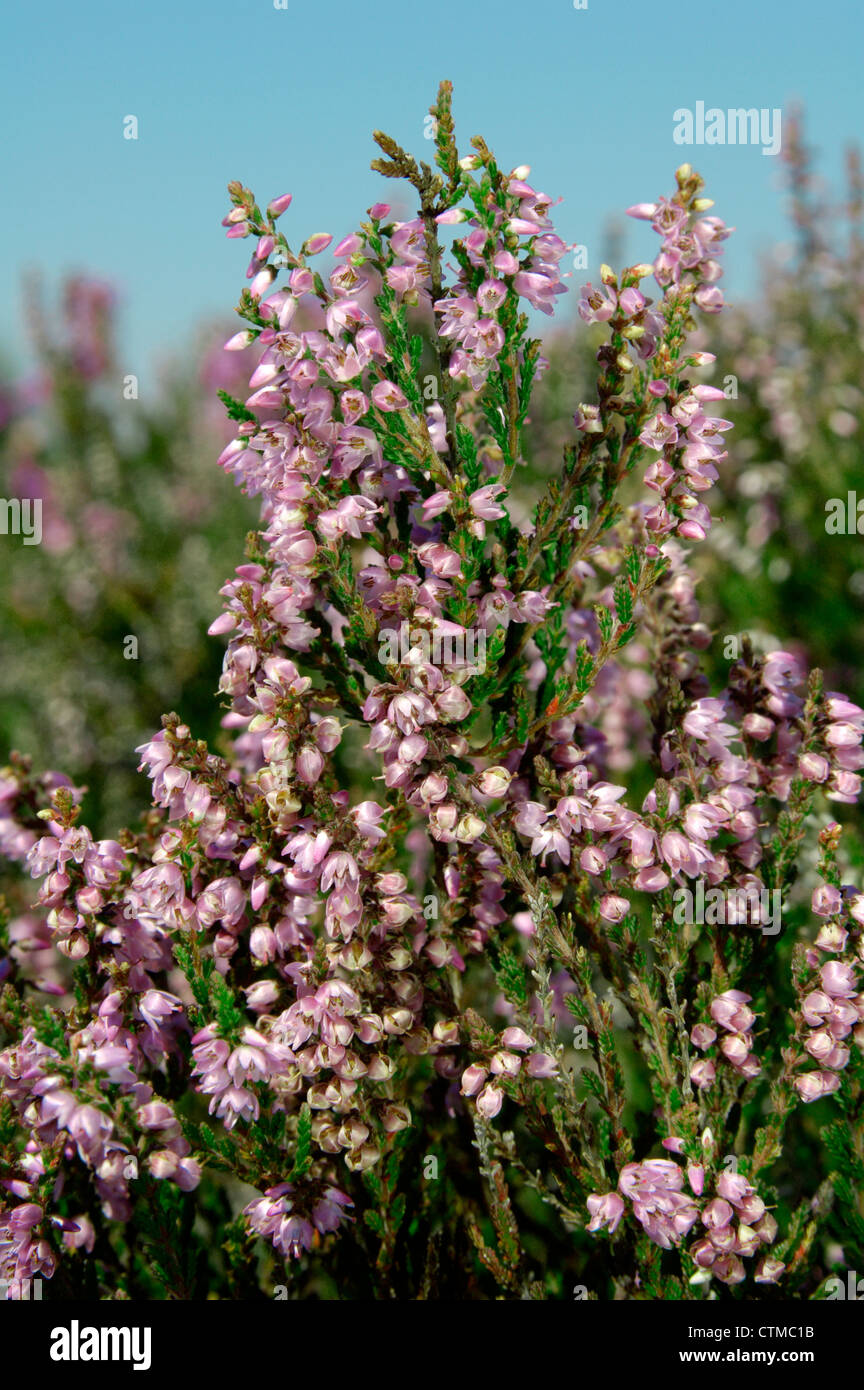 HEATHER Calluna vulgaris (Ericaceae Stock Photo - Alamy