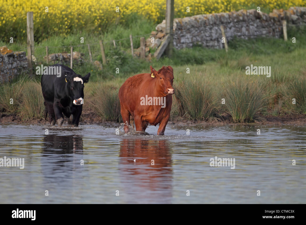 Cows in water Stock Photo - Alamy