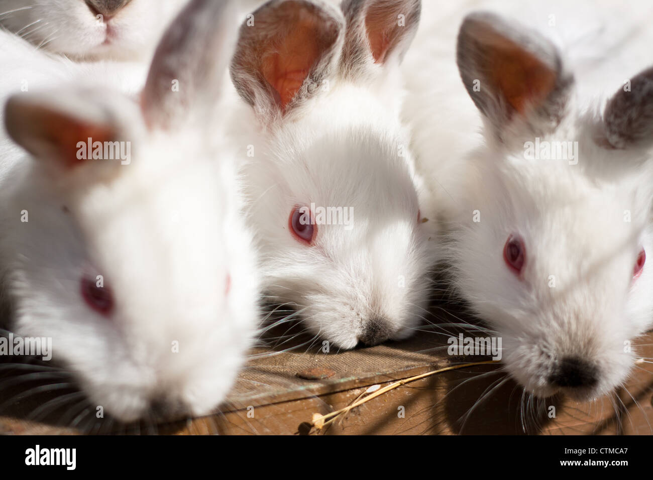 Closeup of a baby white rabbit in a hutch Stock Photo - Alamy