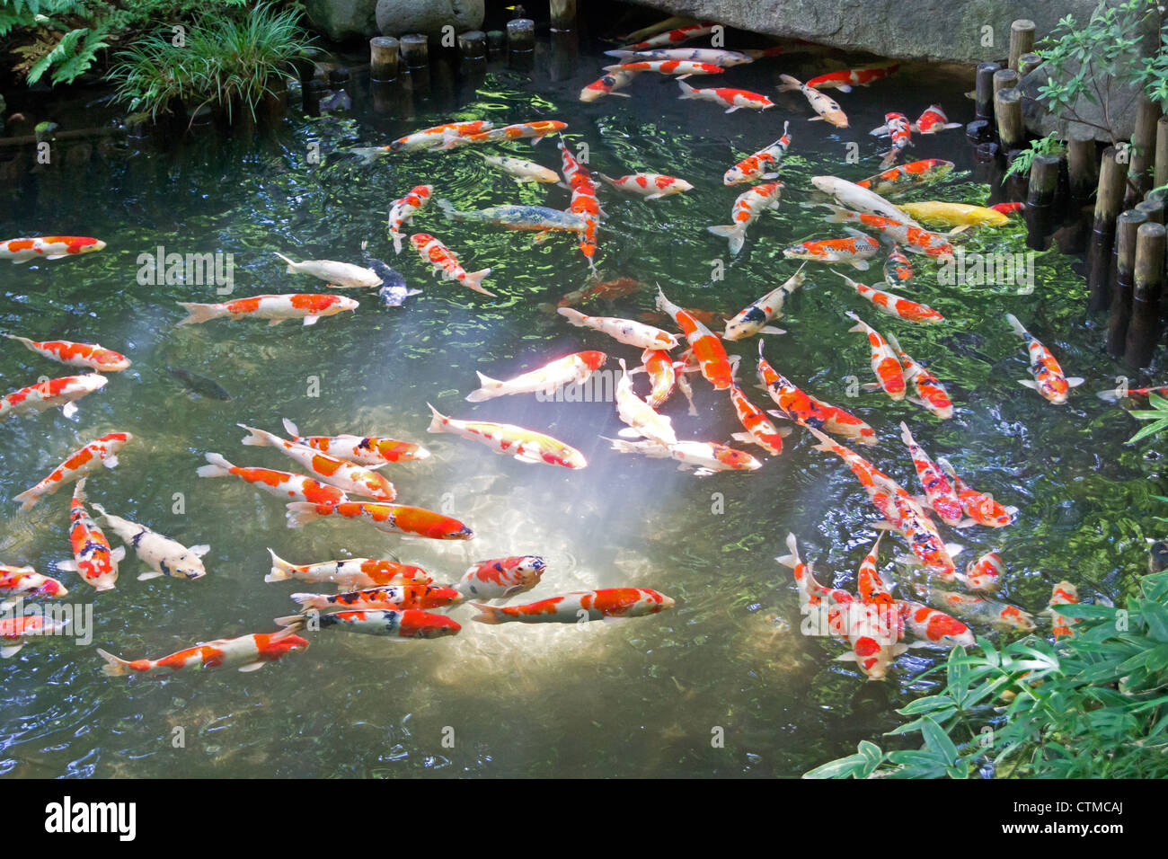Happo-en Japanese Gardens Tokyo Japan carp circle the light in the pond ...