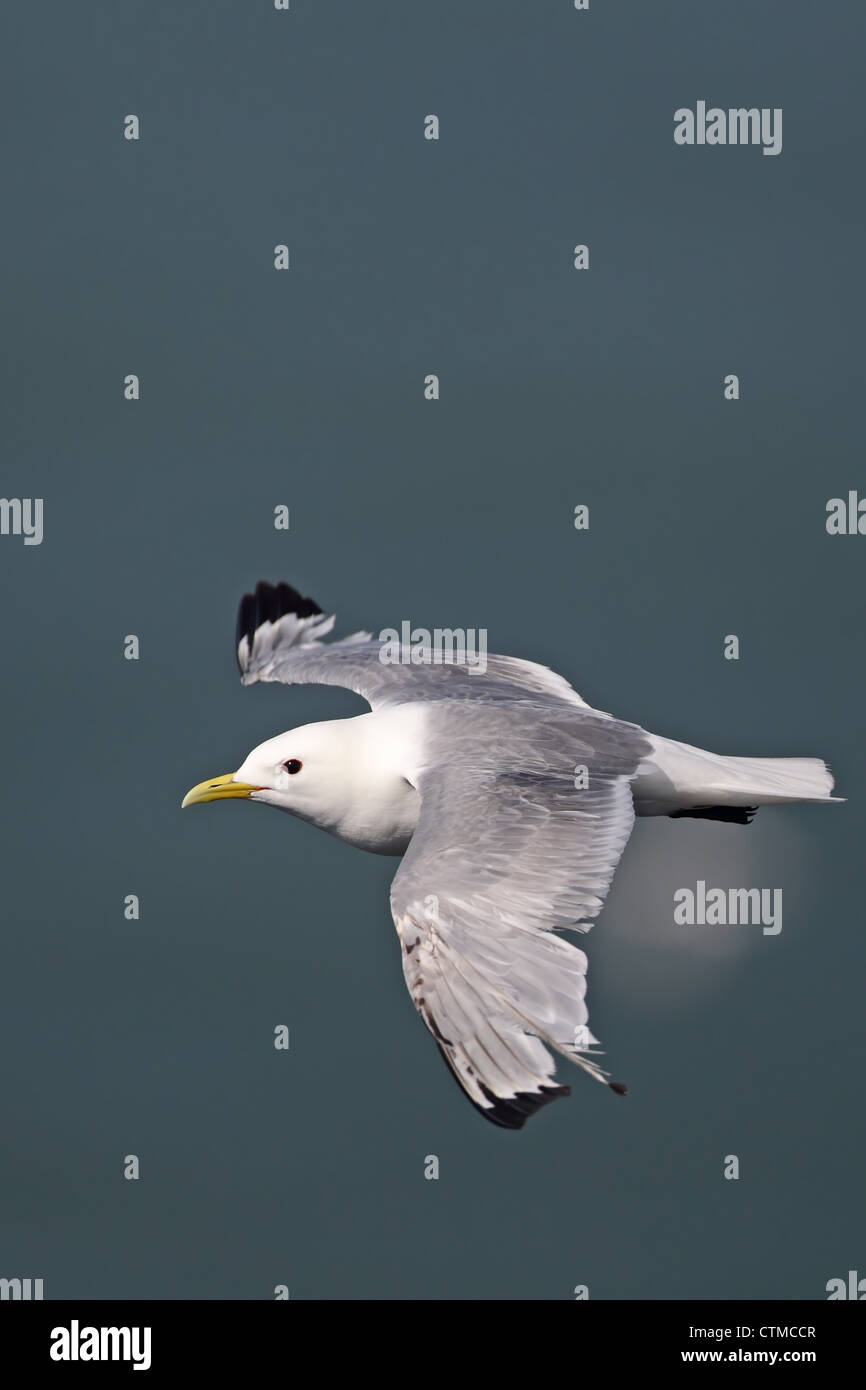 Kittiwakes yorkshire hi-res stock photography and images - Alamy