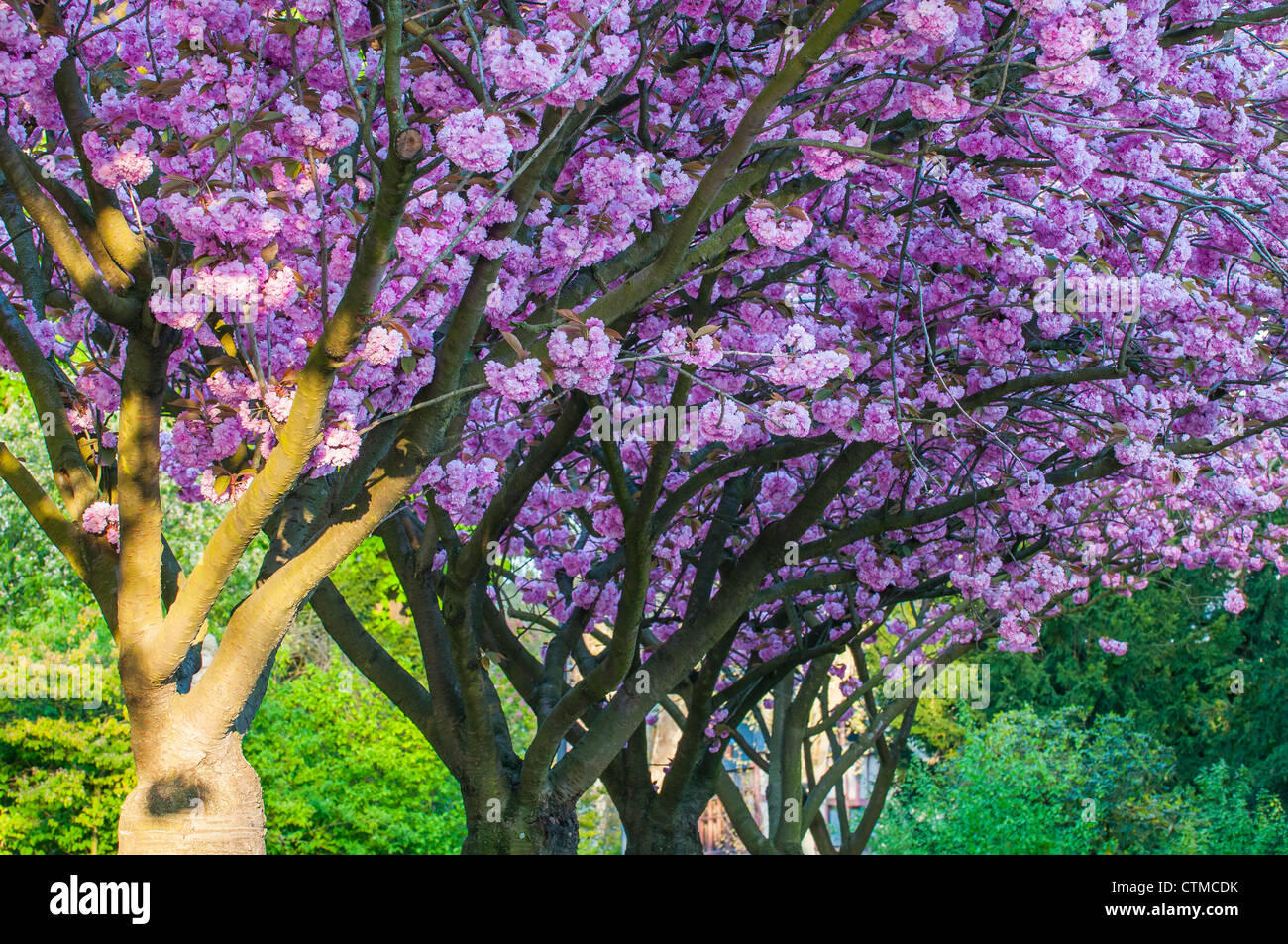 Rouen park hi-res stock photography and images - Alamy