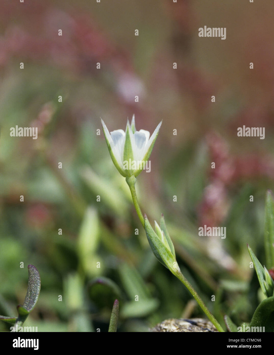 UPRIGHT CHICKWEED Moenchia erecta (Caryophyllaceae Stock Photo - Alamy