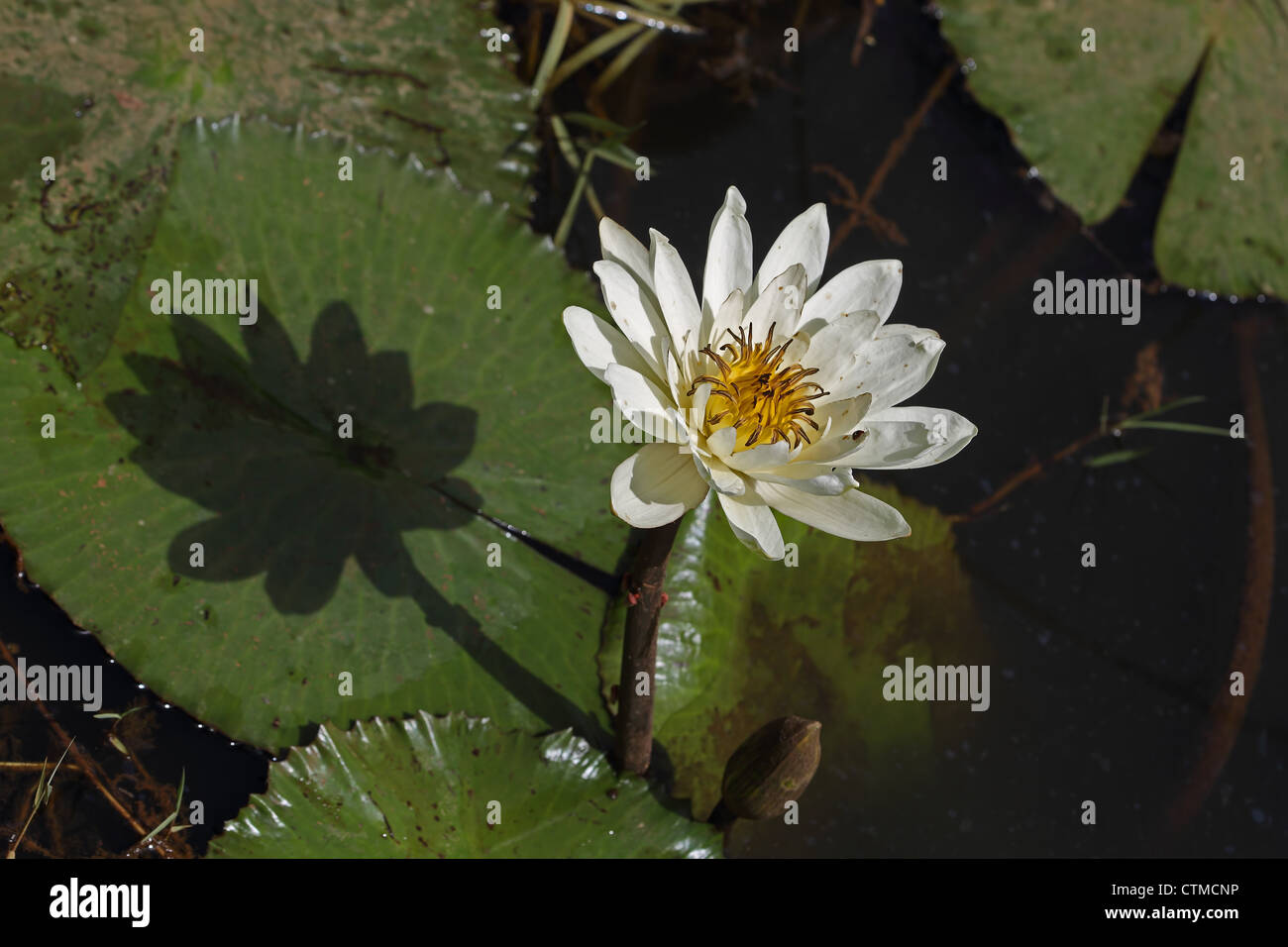 Tiger Lotus White Water-lily Stock Photo - Alamy