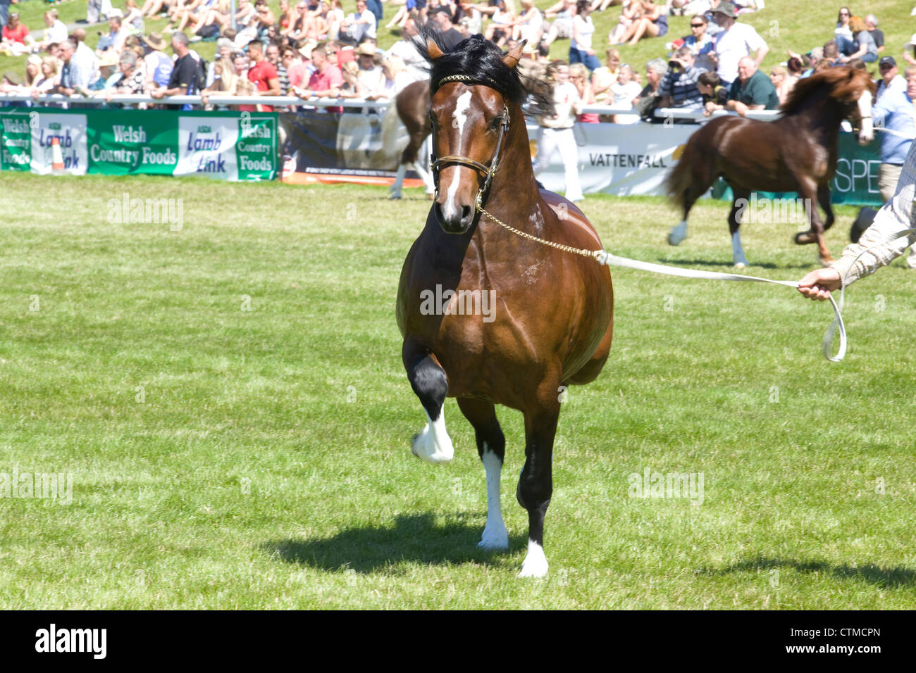 Strong stallions hi-res stock photography and images - Alamy