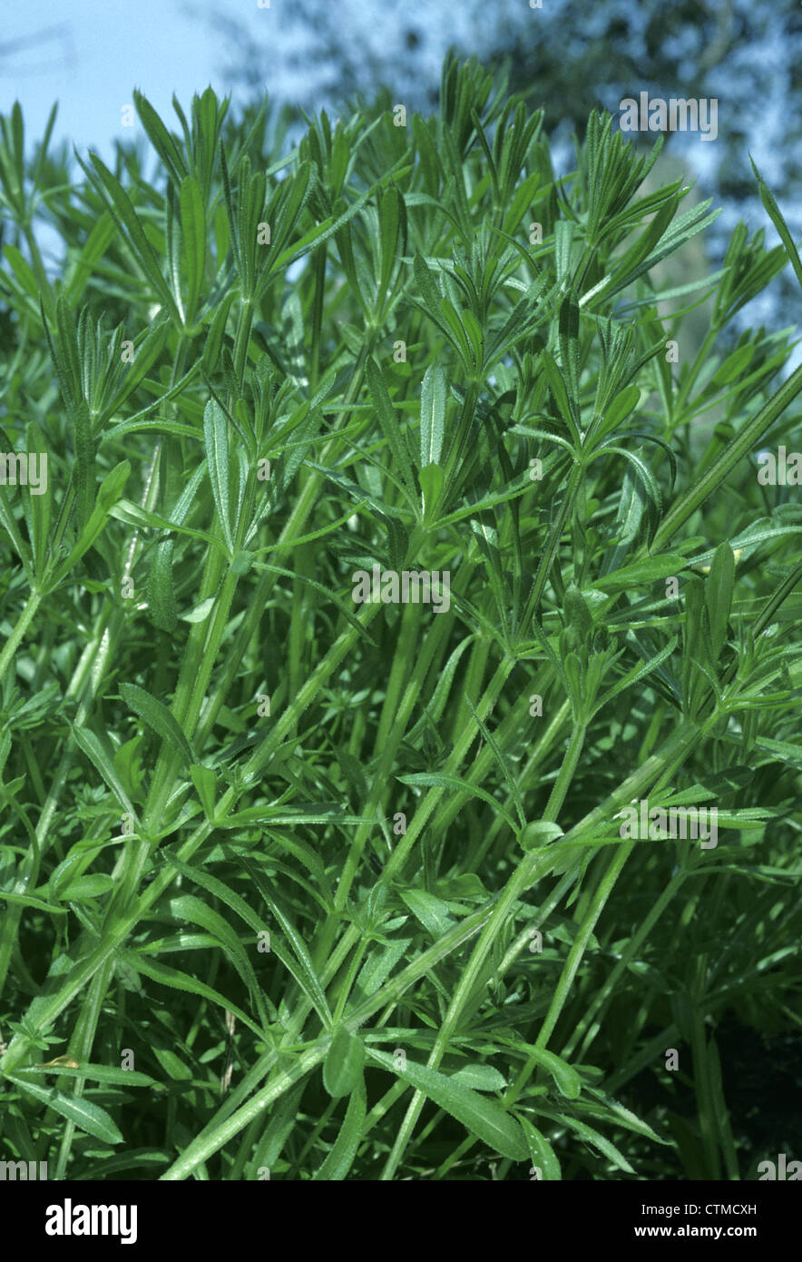 CLEAVERS Galium aparine (Rubiaceae Stock Photo - Alamy