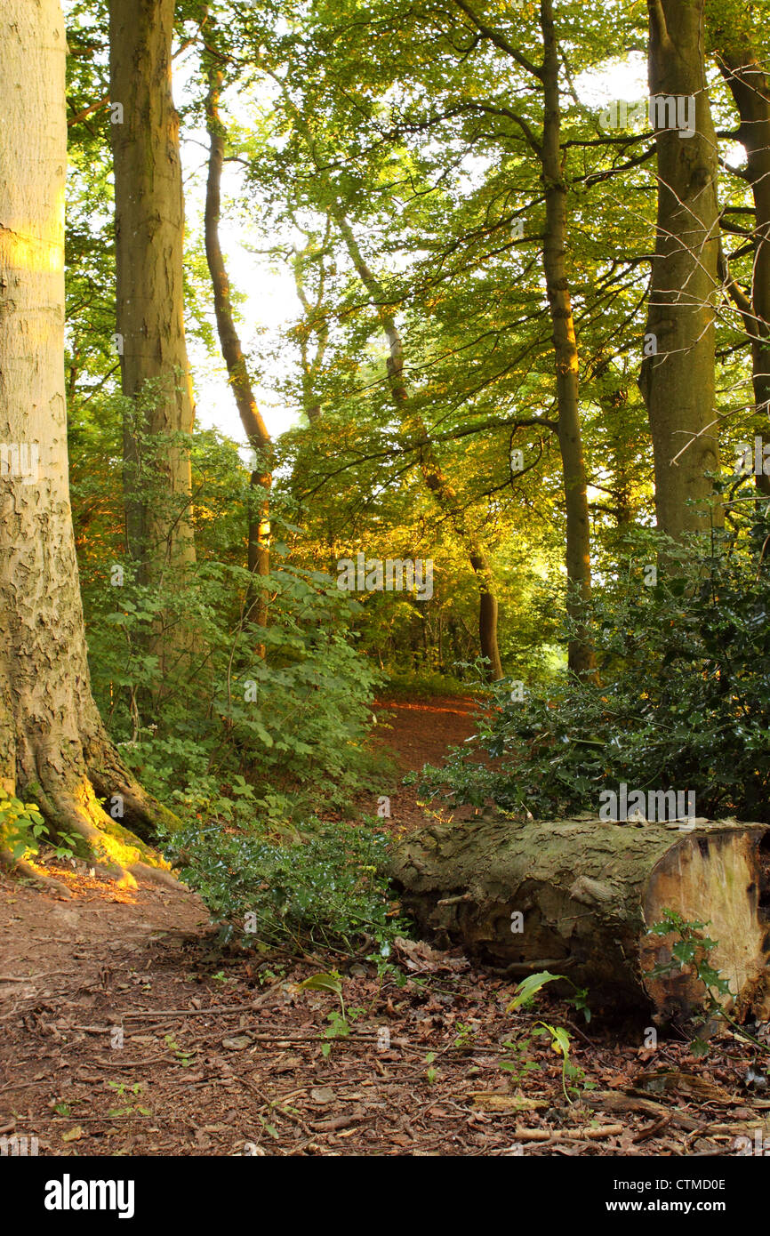 Beech tree uk hi-res stock photography and images - Alamy