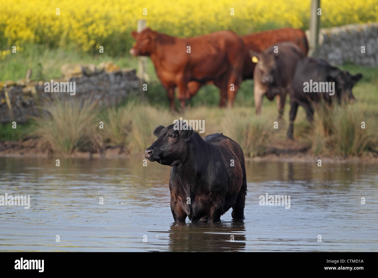 Cow in water Stock Photo - Alamy