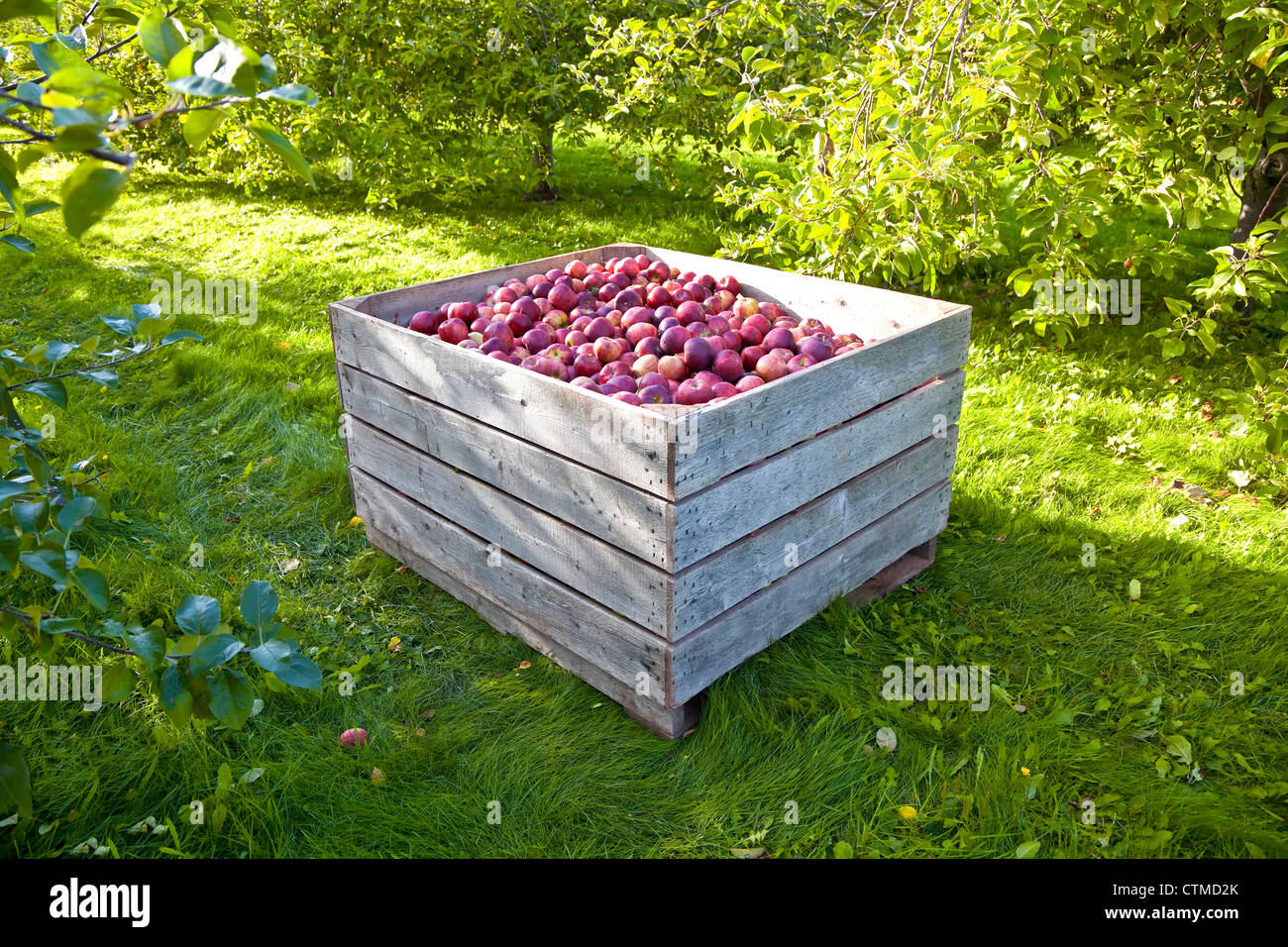 A bin of freshly picked apples in an orchard in early morning Stock ...