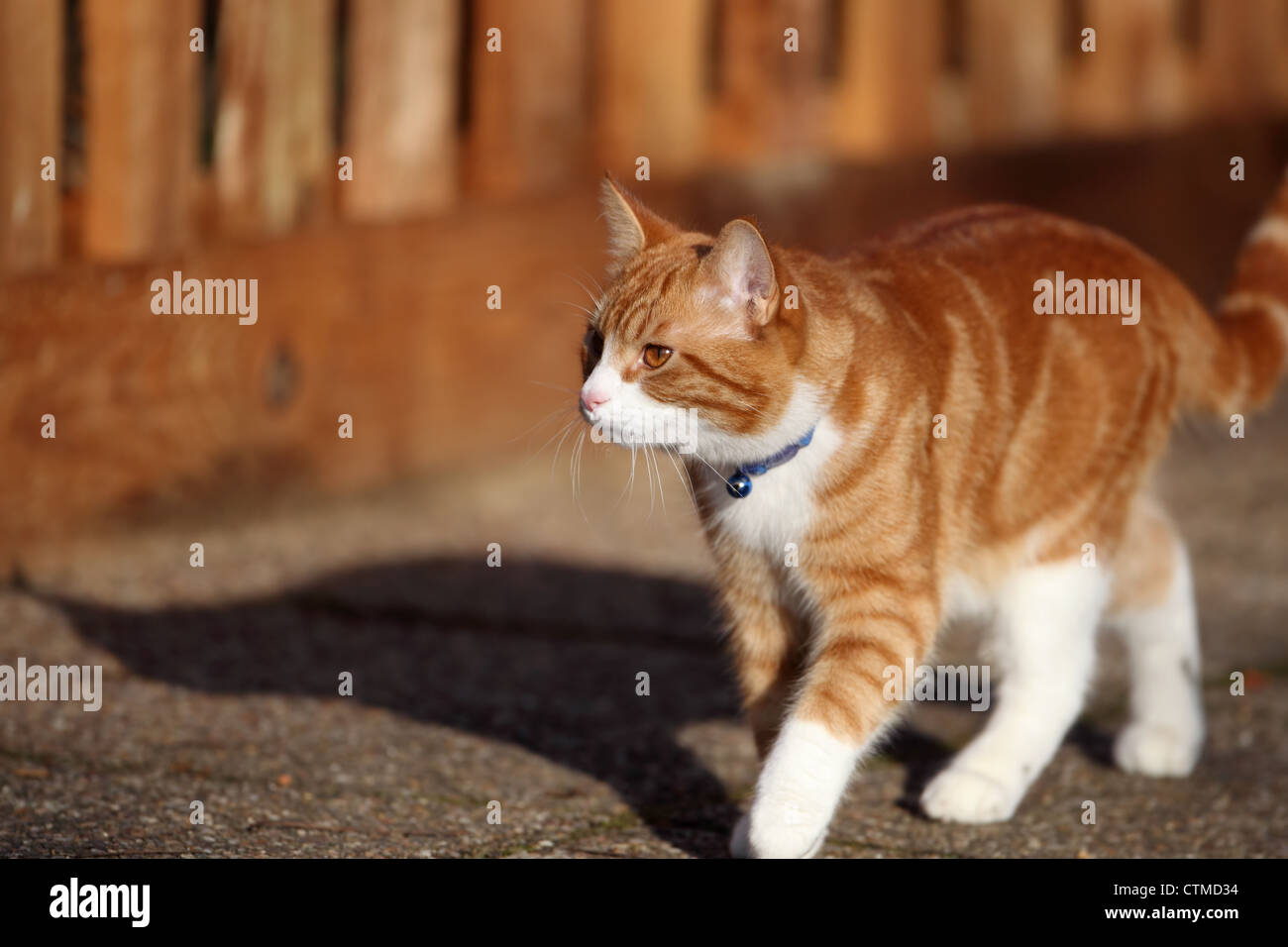 Felix catus hi-res stock photography and images - Alamy