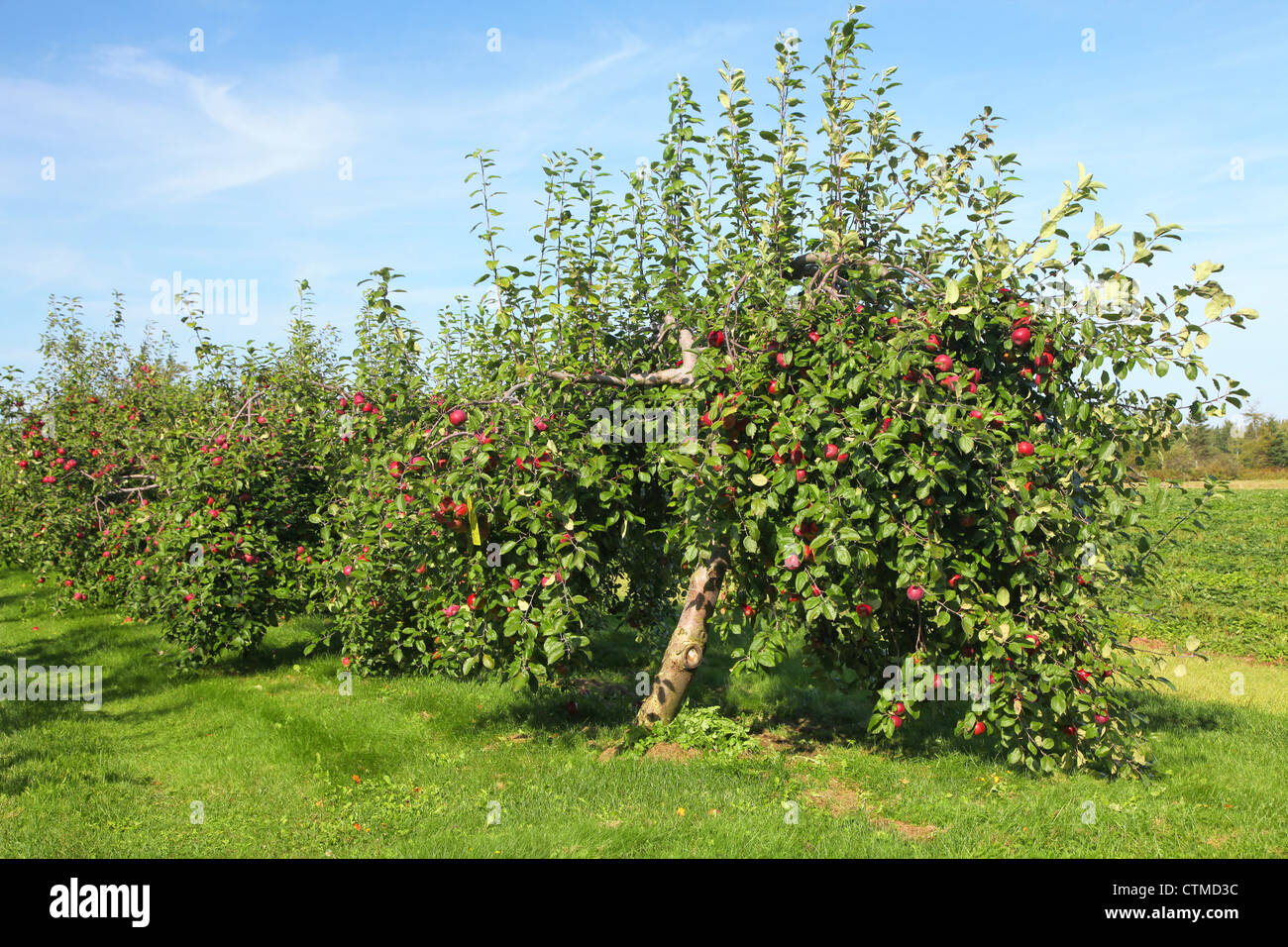Apple trees bending down with the weight of the apple harvest Stock ...