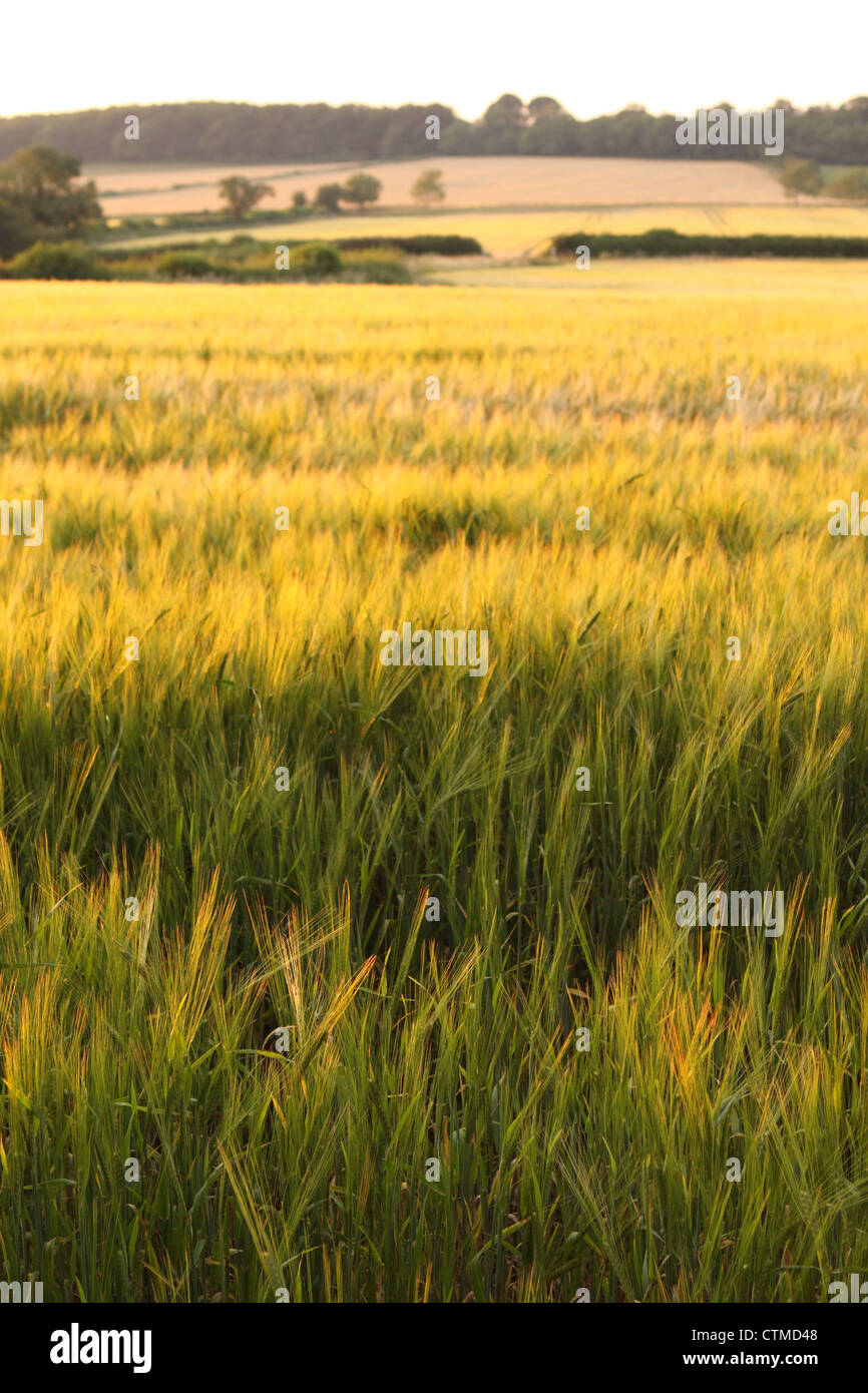Wheat Field High