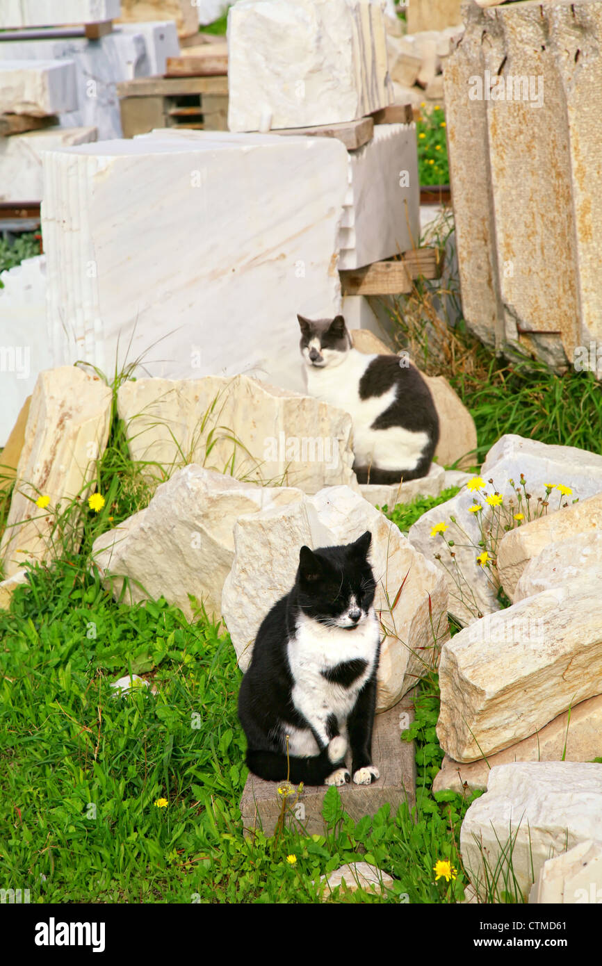 Cats lounge among the rubble of the Parthenon on the Acropolis in ...