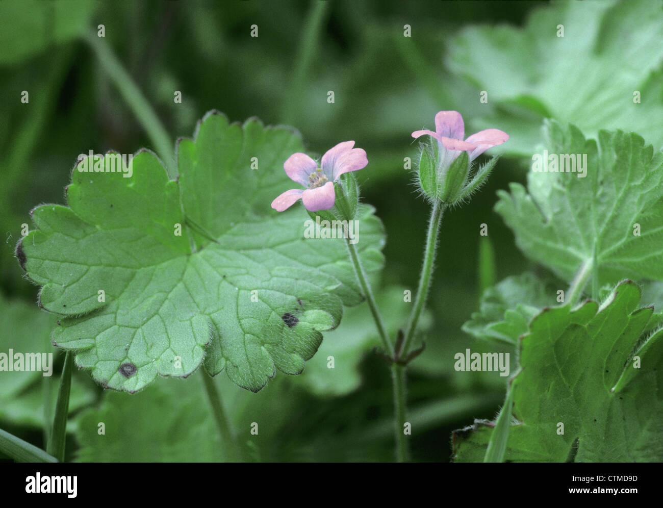 ROUND-LEAVED CRANE’S-BILL Geranium rotundifolium (Geraniaceae Stock ...
