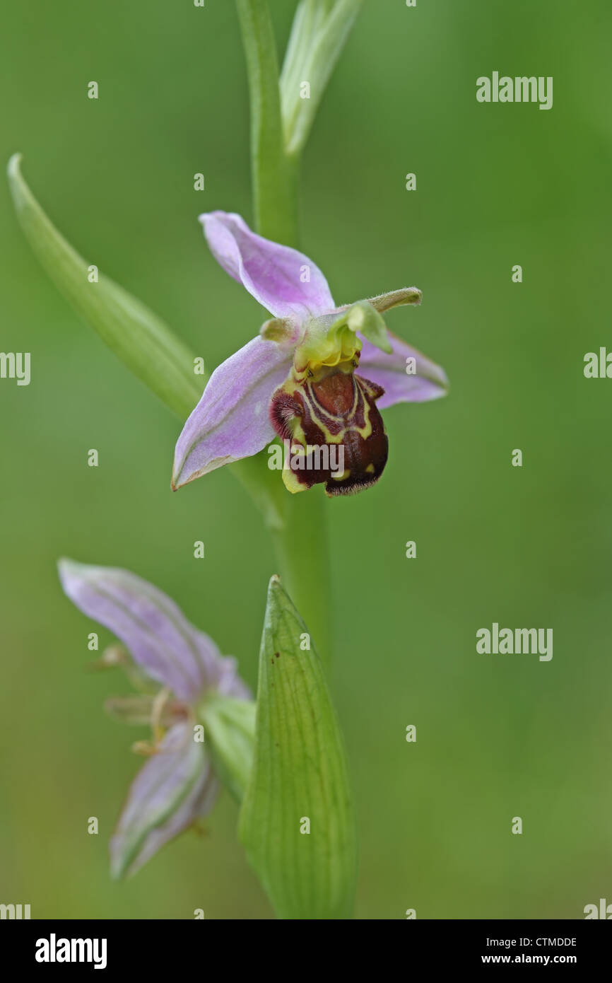 Bee Orchid (Ophrys apifera) Norfolk UK June 2012 Stock Photo - Alamy