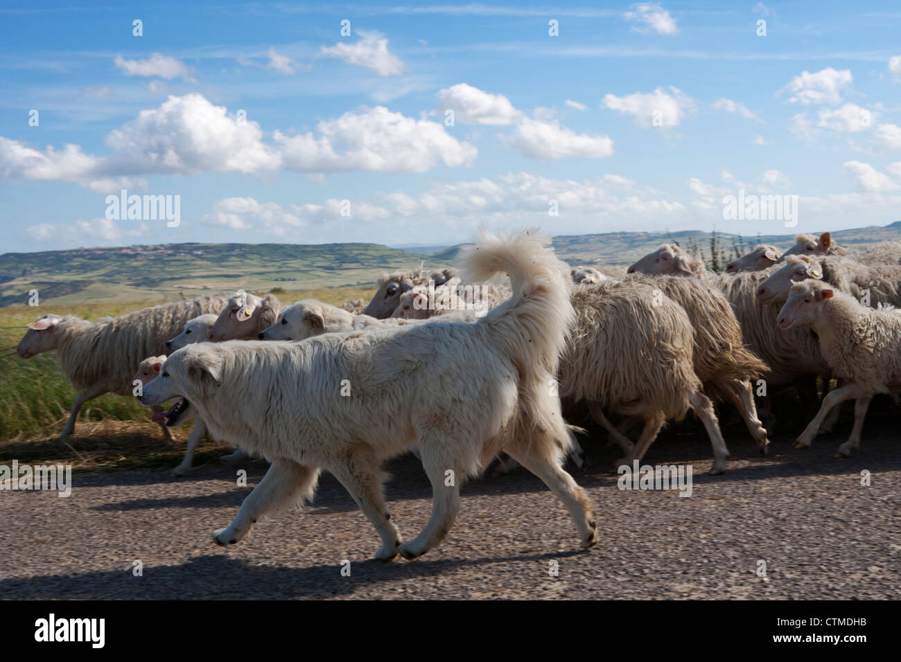 What Color Are Sardinian Shepherd Dog Dogs