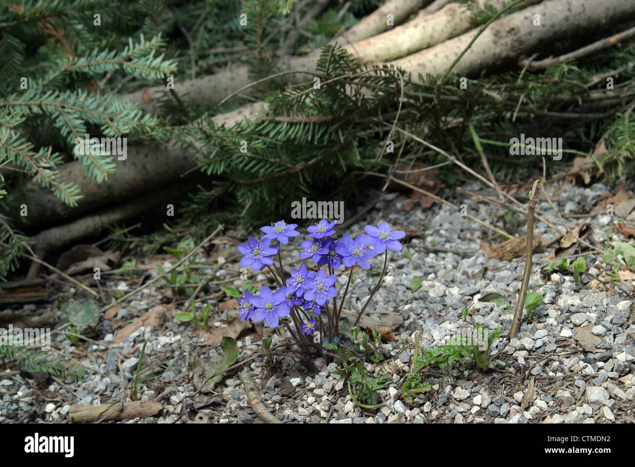 Excellent flower hi-res stock photography and images - Alamy