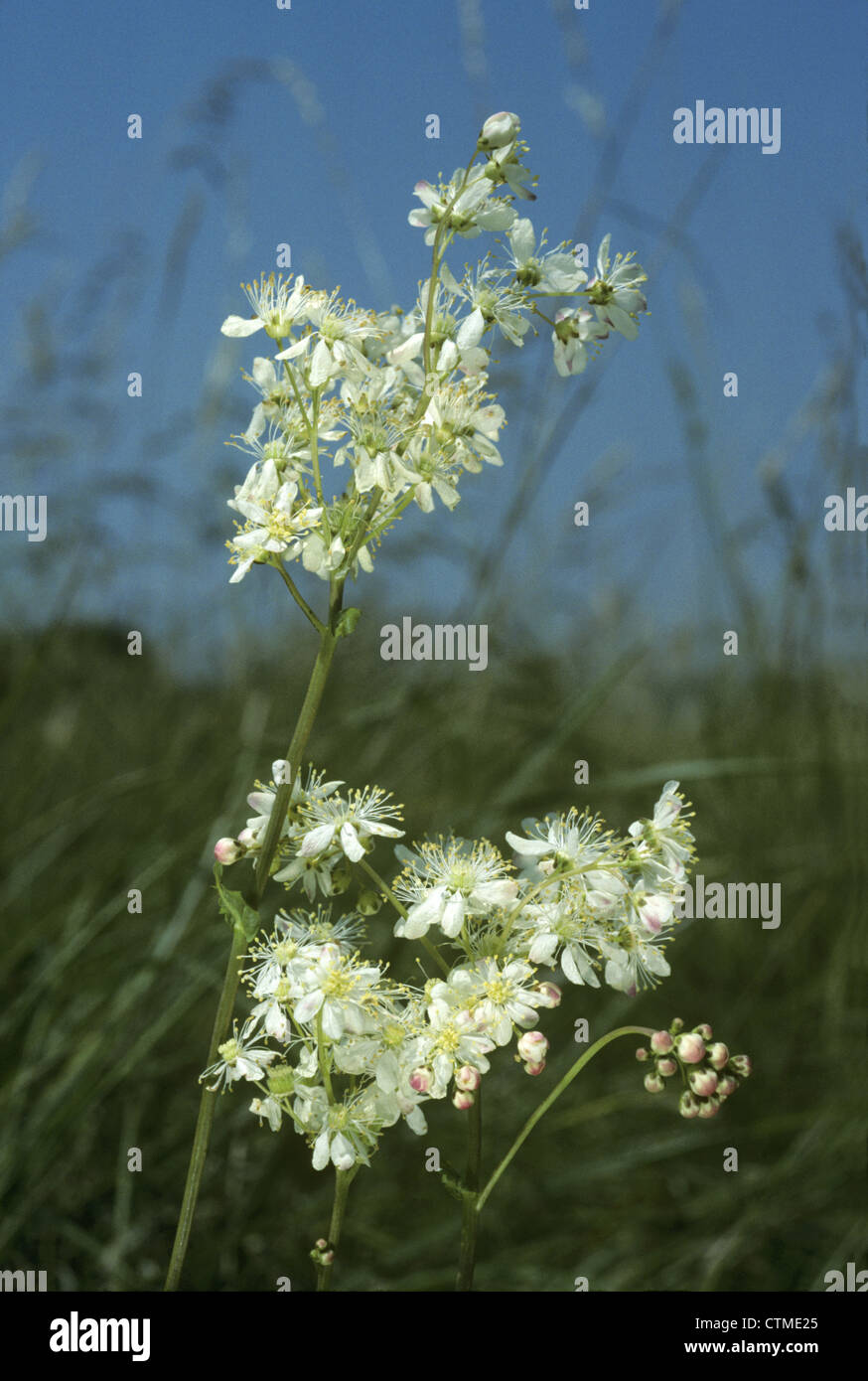 Dropwort flower hi-res stock photography and images - Alamy