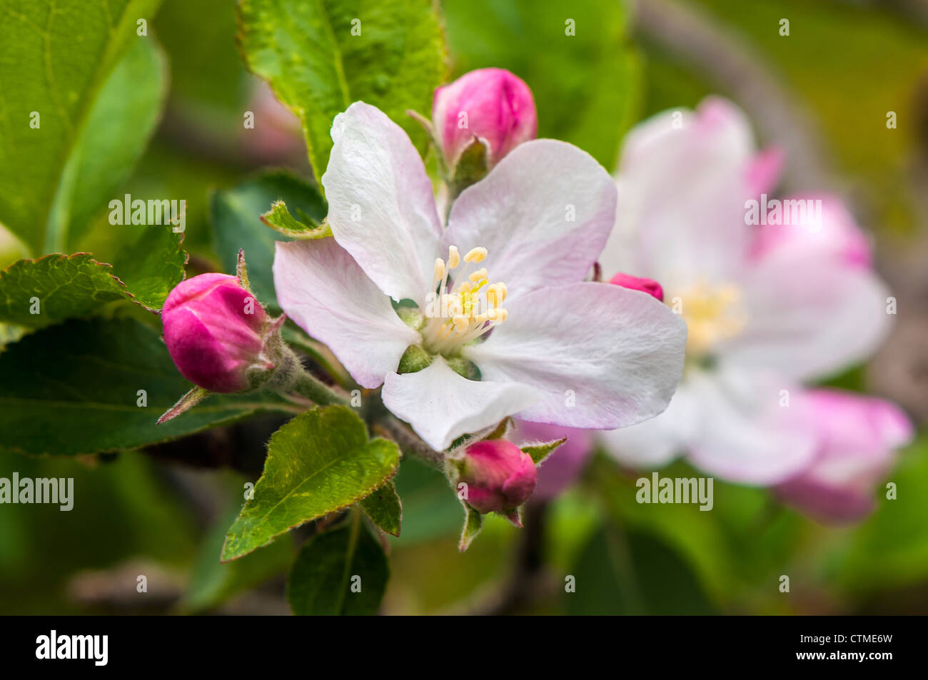Normandy apple blossom hi-res stock photography and images - Alamy