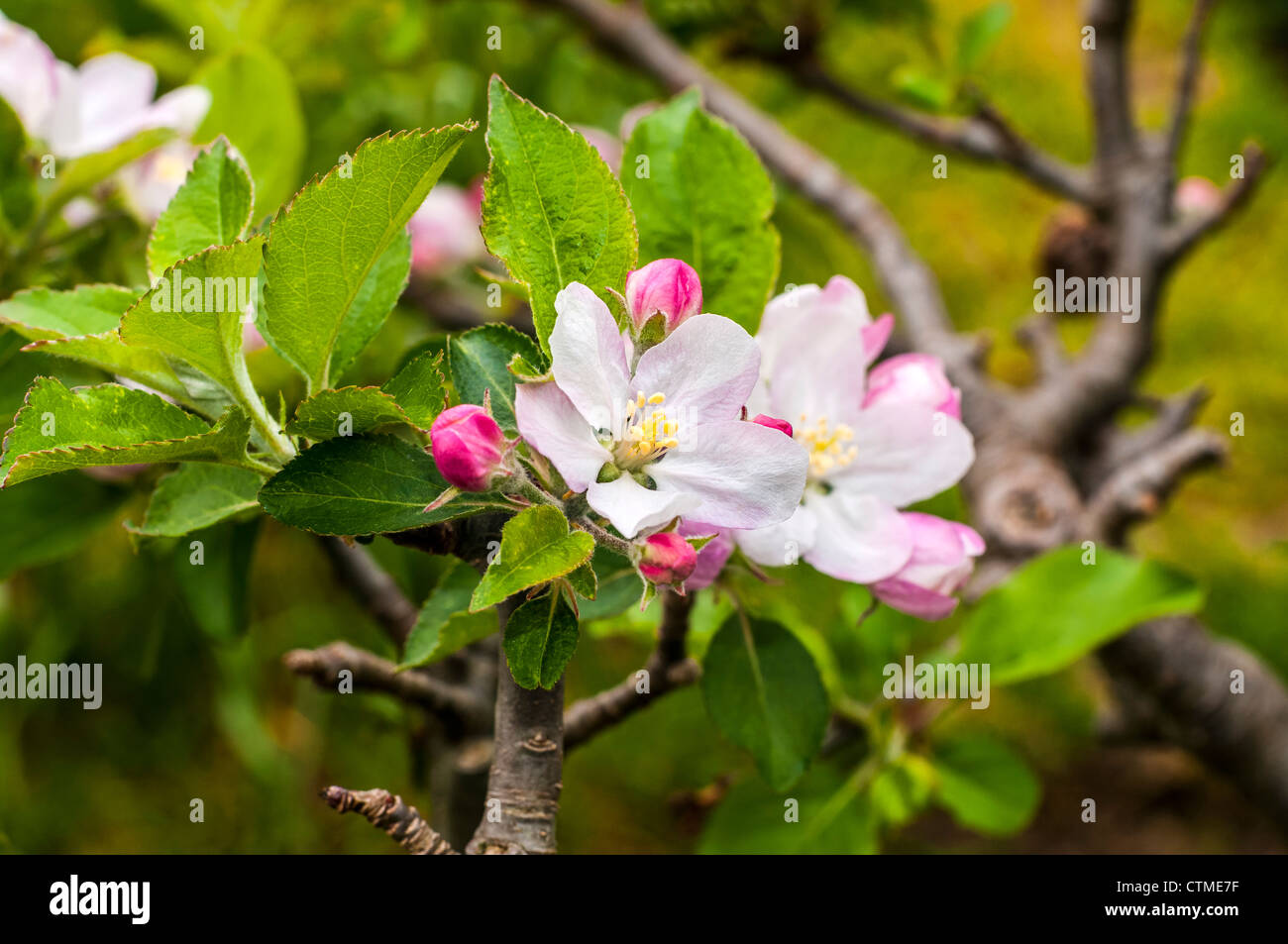 Normandy Apple Blossom Stock Photos & Normandy Apple Blossom Stock ...