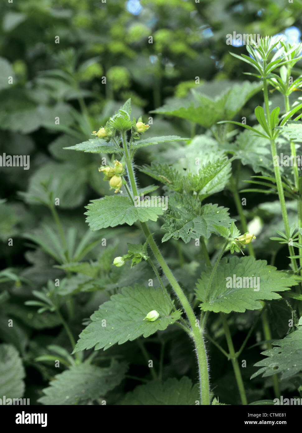 YELLOW FIGWORT Scrophularia vernalis (Scrophulariaceae Stock Photo - Alamy