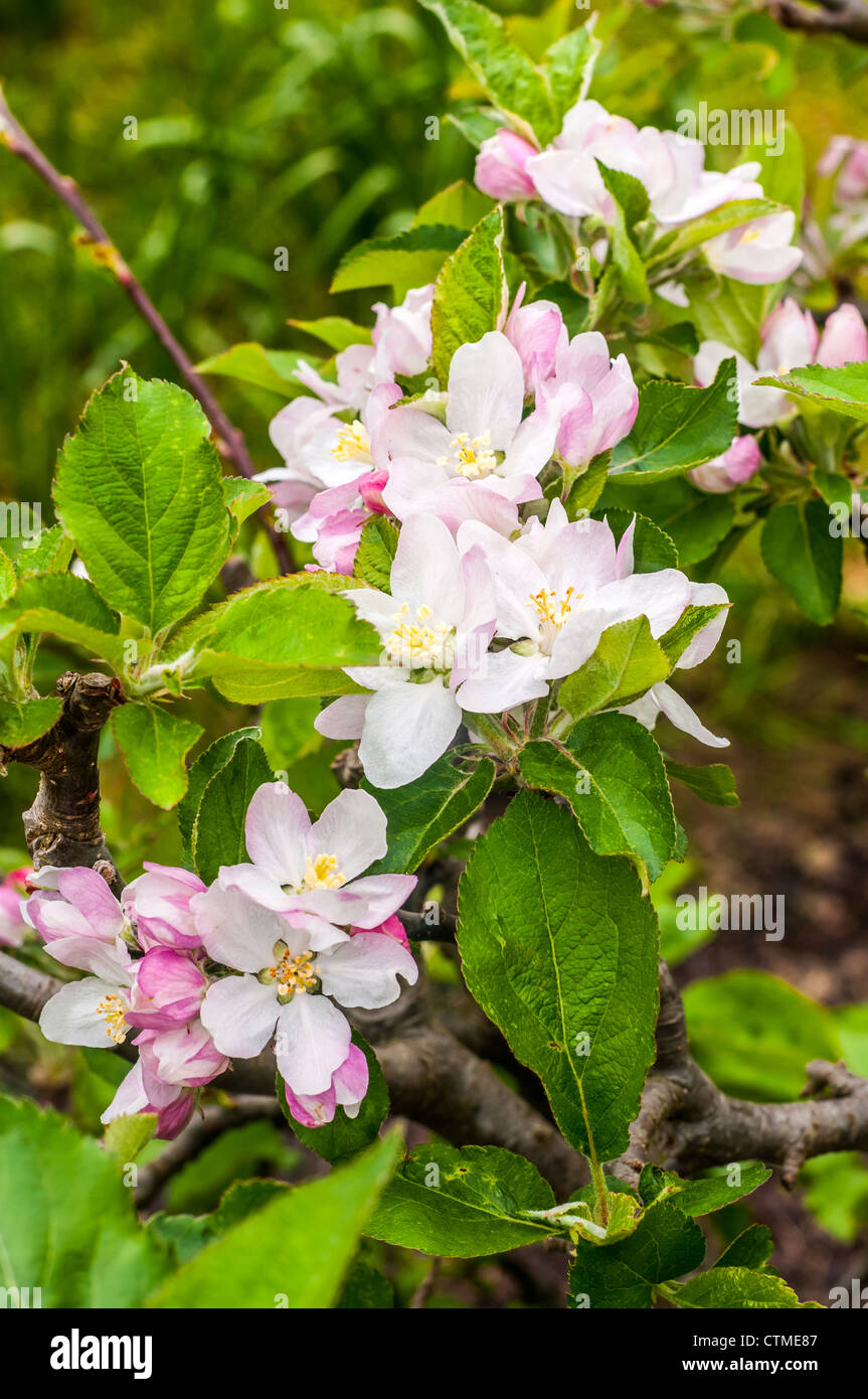 Normandy apple blossom hi-res stock photography and images - Alamy