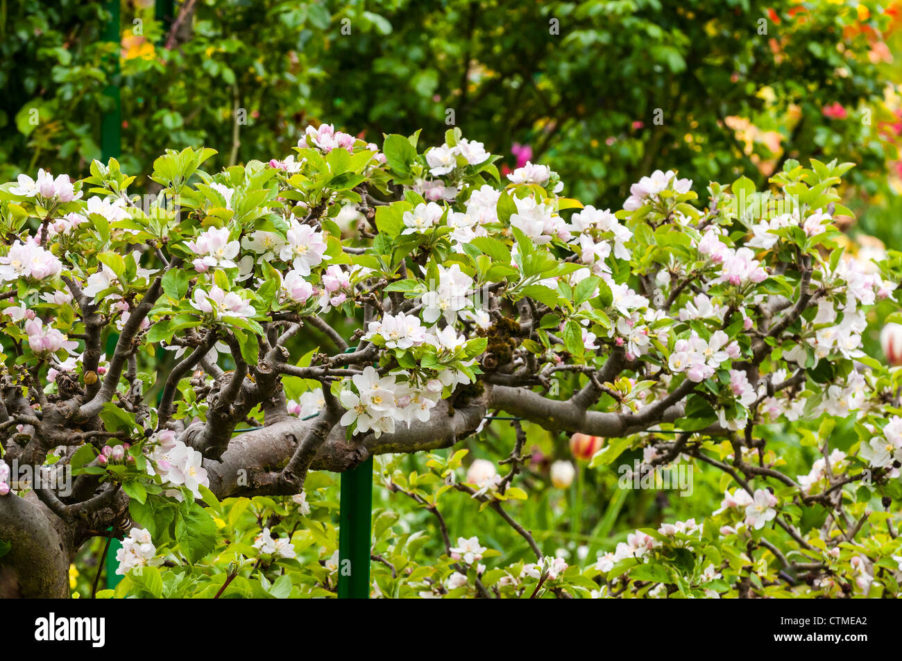 apple tree blossom,Monet's garden, Giverny; Normandy; France Stock ...