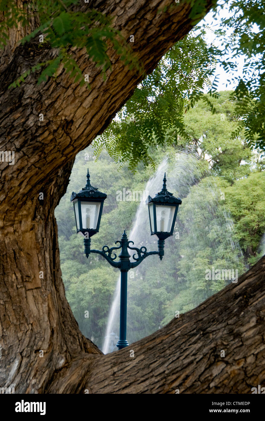 Old Style Street Light Seen Through The Branches Of A Tree; Mendoza ...