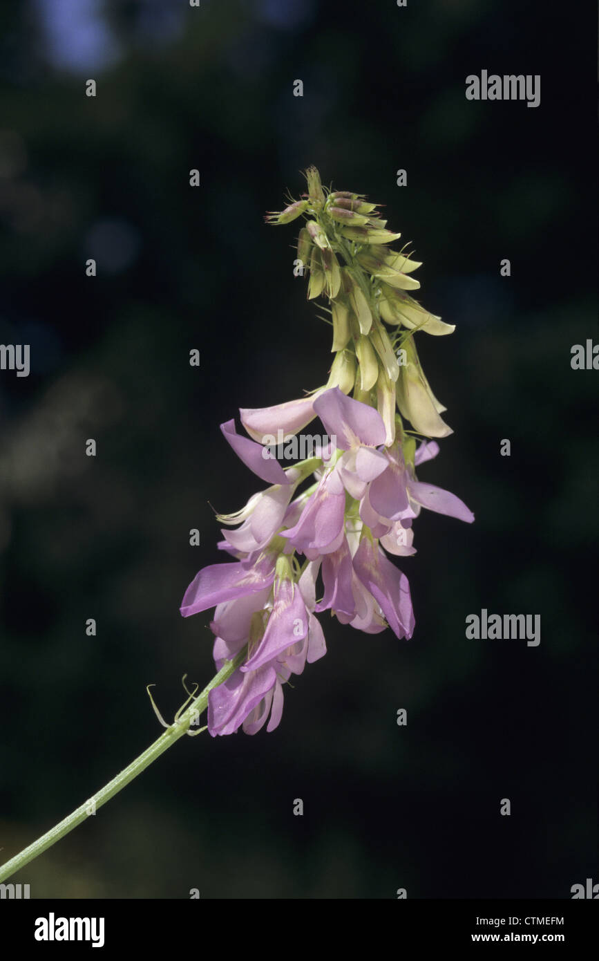 Goats rue hi-res stock photography and images - Alamy