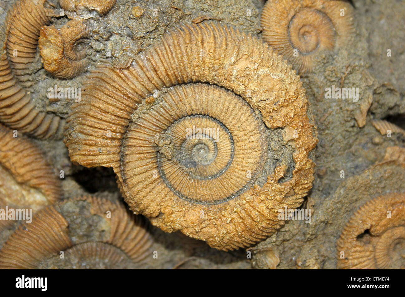 Ammonites ammonoidea hi-res stock photography and images - Alamy