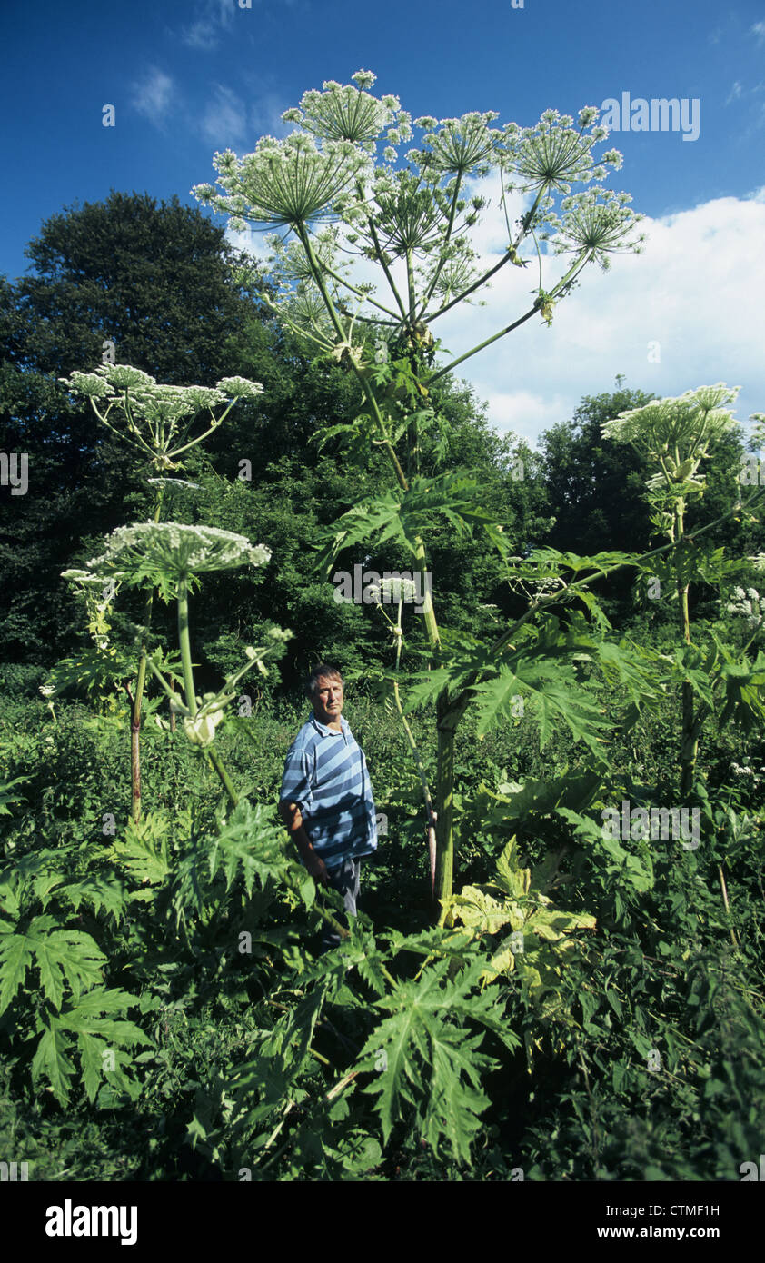 Giant hogweed plants flowers hi-res stock photography and images - Alamy