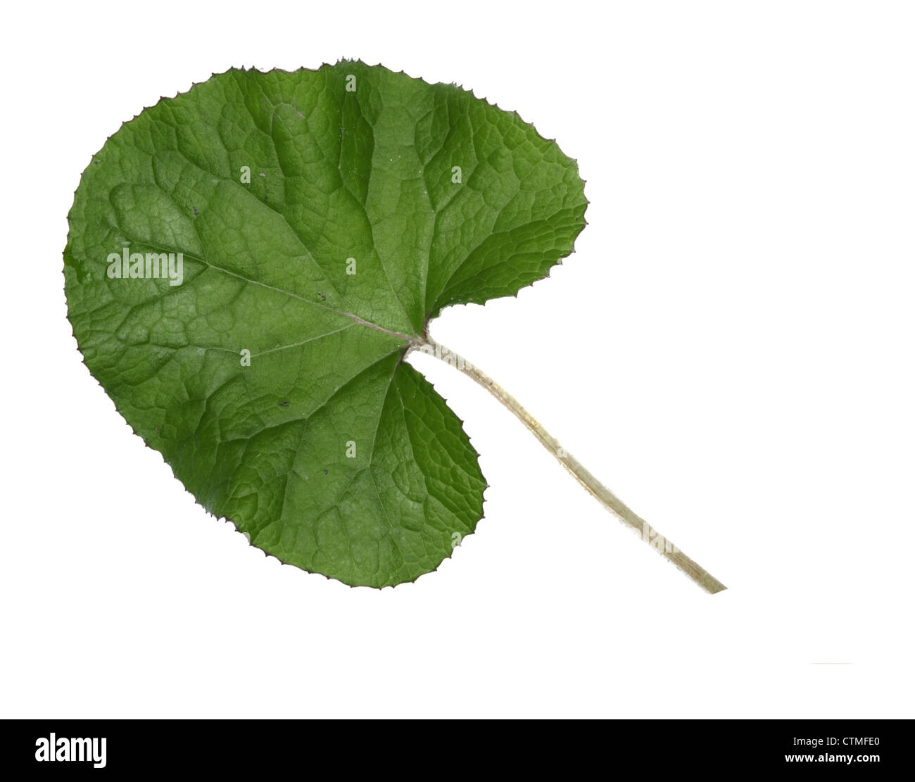 Winter heliotrope petasites fragrans hi-res stock photography and ...