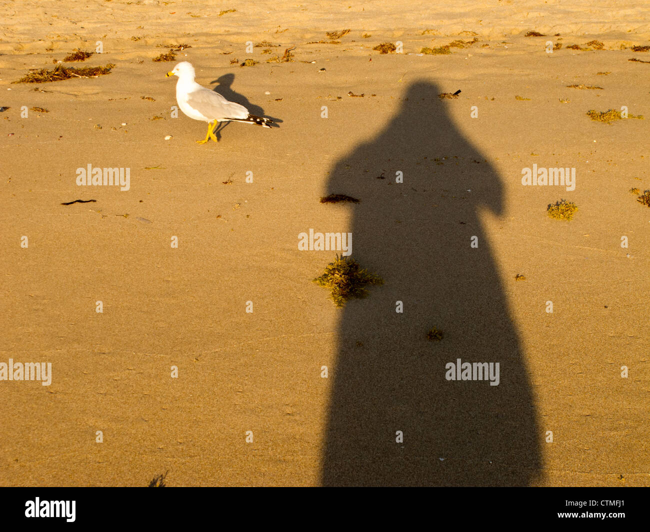 Photographers shadow with gull Stock Photo - Alamy