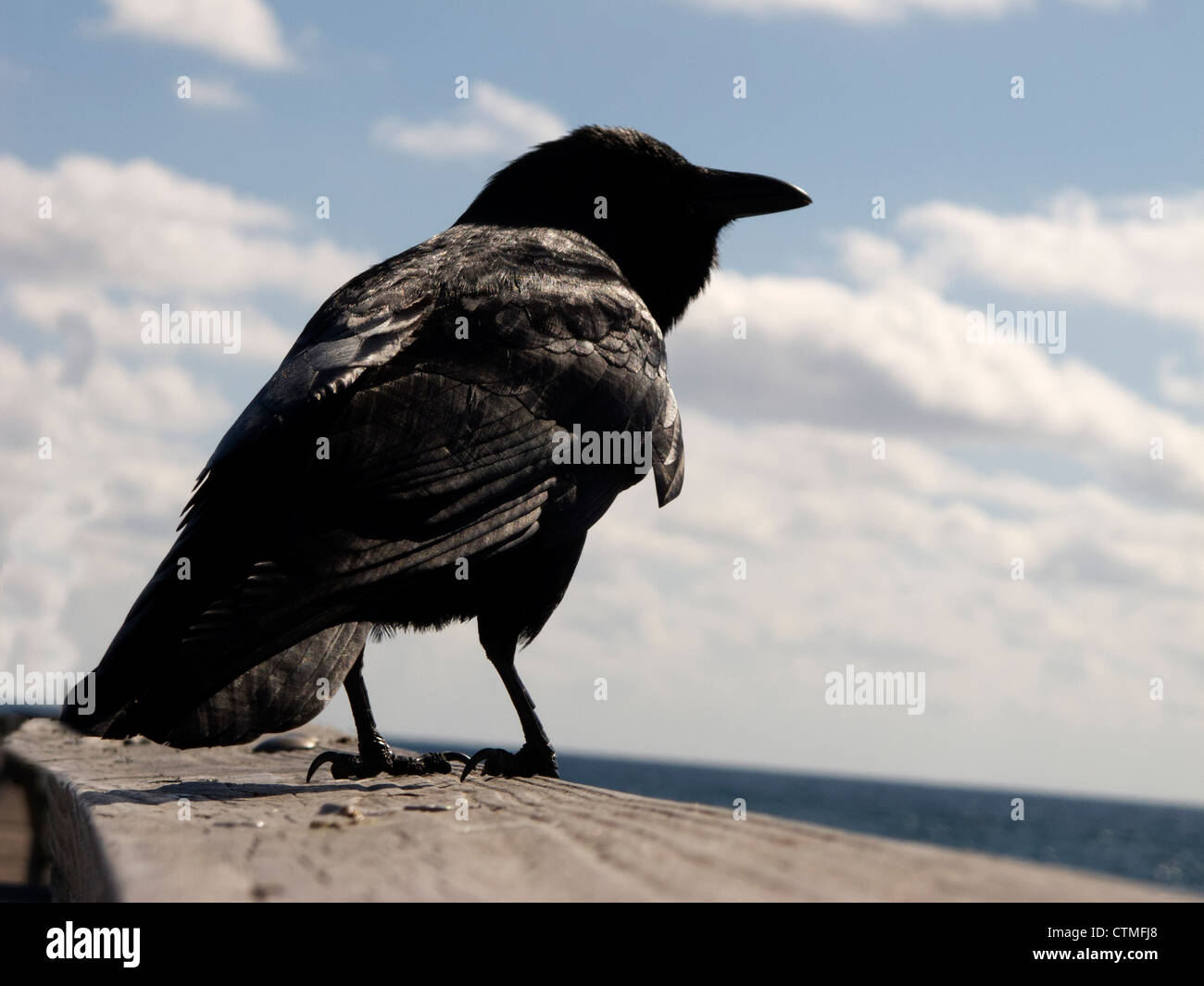 Crow, raven, black bird Stock Photo - Alamy
