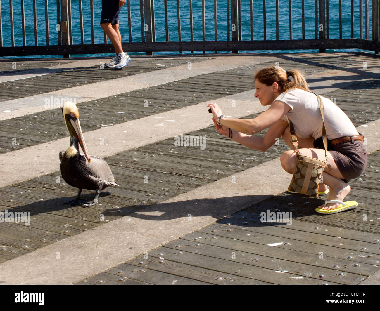Girl pelican hi-res stock photography and images - Alamy