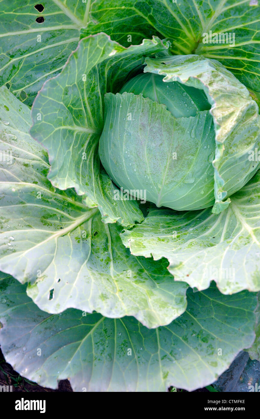 Head of fresh cabbage with a lot of leaves Stock Photo - Alamy