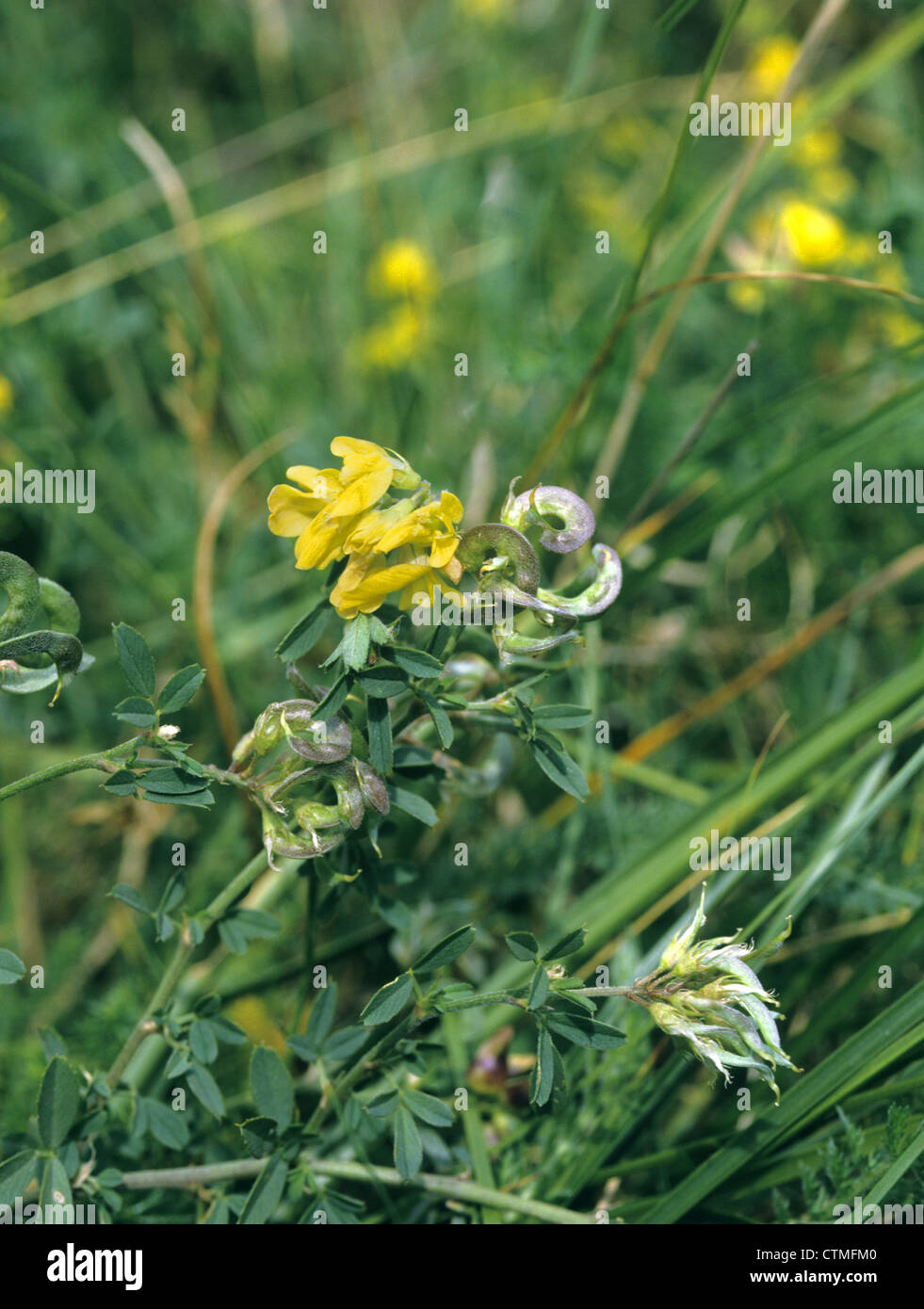 Sickle medick hi-res stock photography and images - Alamy