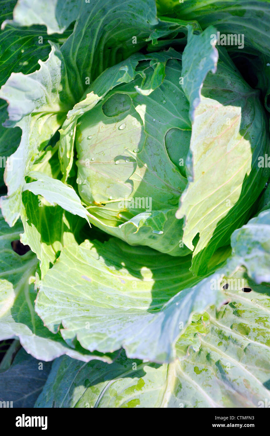 Head of fresh cabbage with a lot of leaves Stock Photo - Alamy