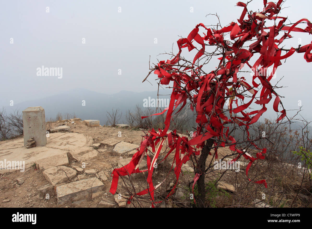 Chinese walnut tree hi-res stock photography and images - Alamy