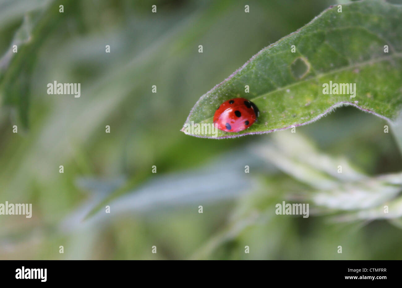Ladybug on the edge of empty space Stock Photo - Alamy