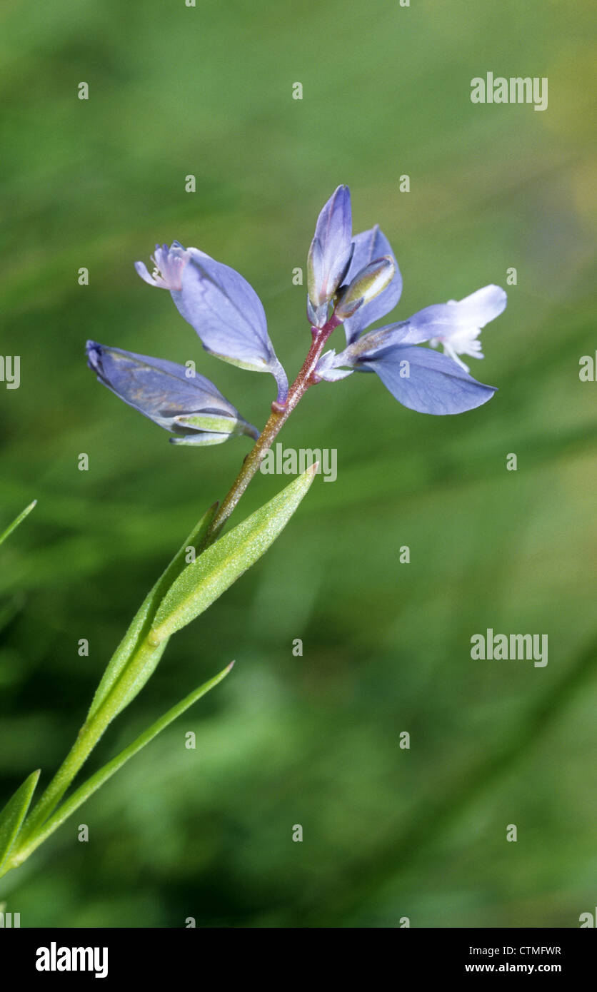 Chalk milkwort hi-res stock photography and images - Alamy