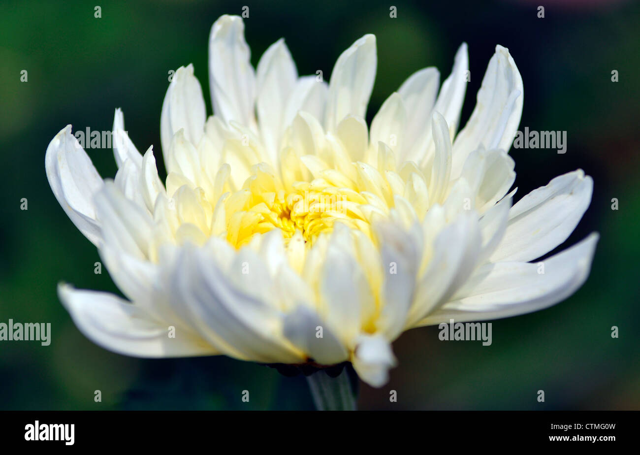 close up white chrysanthemum Stock Photo - Alamy