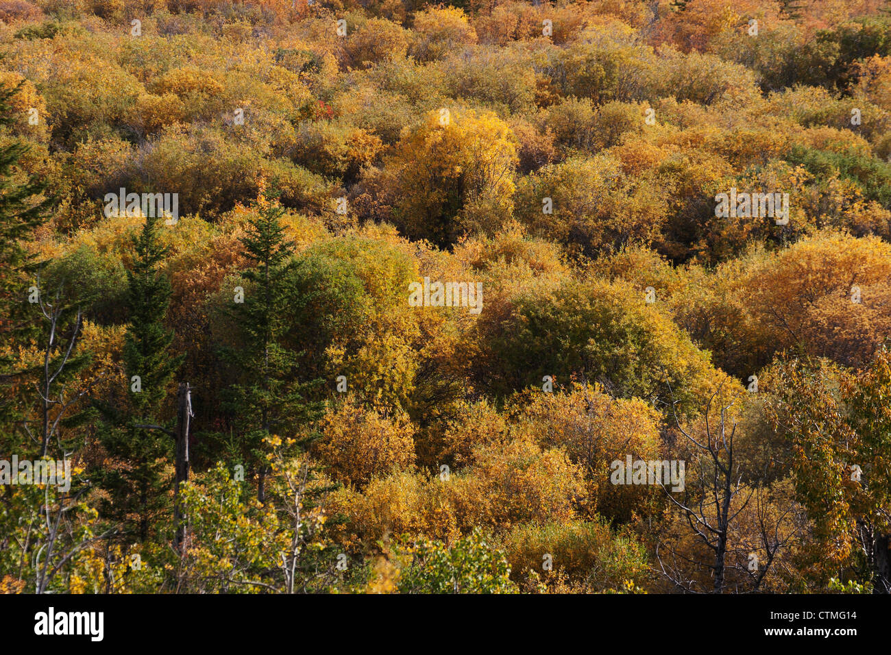 Autumn colours highlighted hi-res stock photography and images - Alamy