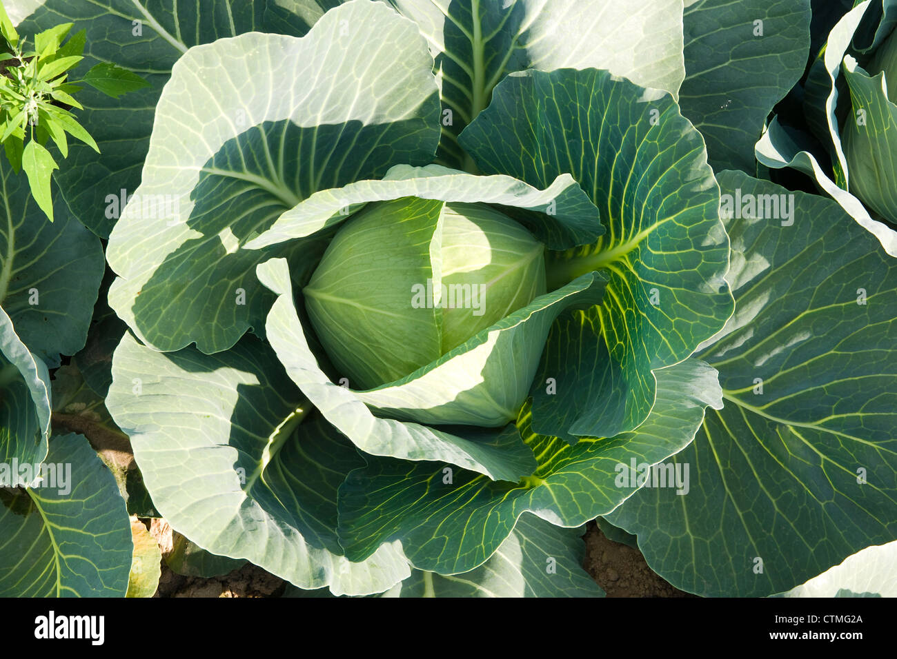 Mature cabbage field close up Stock Photo - Alamy