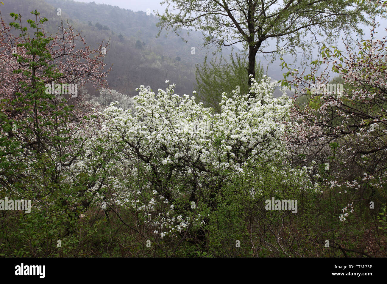 Apple Blossom trees on farming terraces, near Qian Ganjian village ...