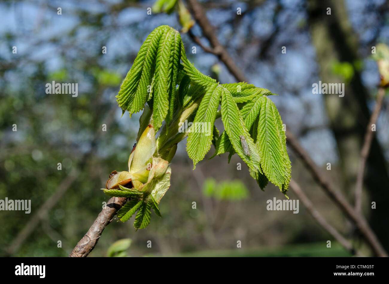 Early Spring and the sap is rising as fresh new leaves burst forth on a ...