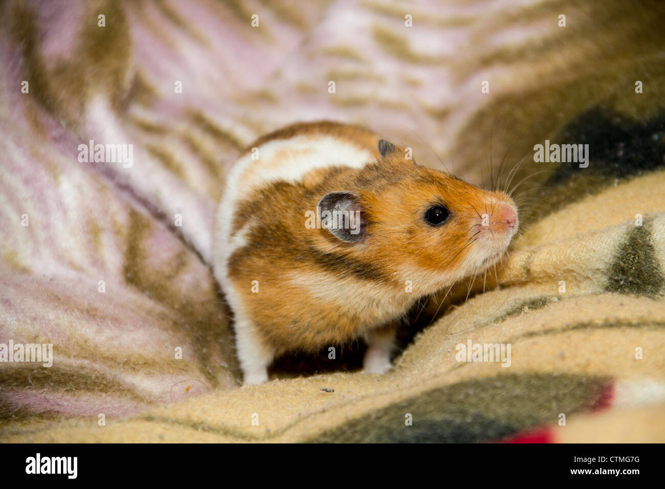 A lovely little playful hamster Stock Photo - Alamy
