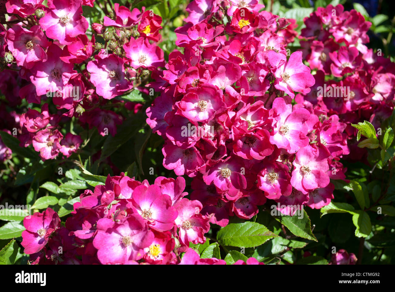 White shrub rose hi-res stock photography and images - Alamy