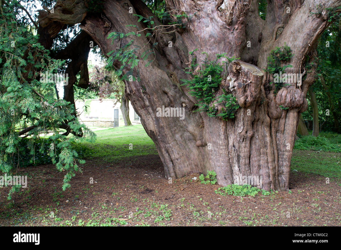 Yew tree england hi-res stock photography and images - Alamy
