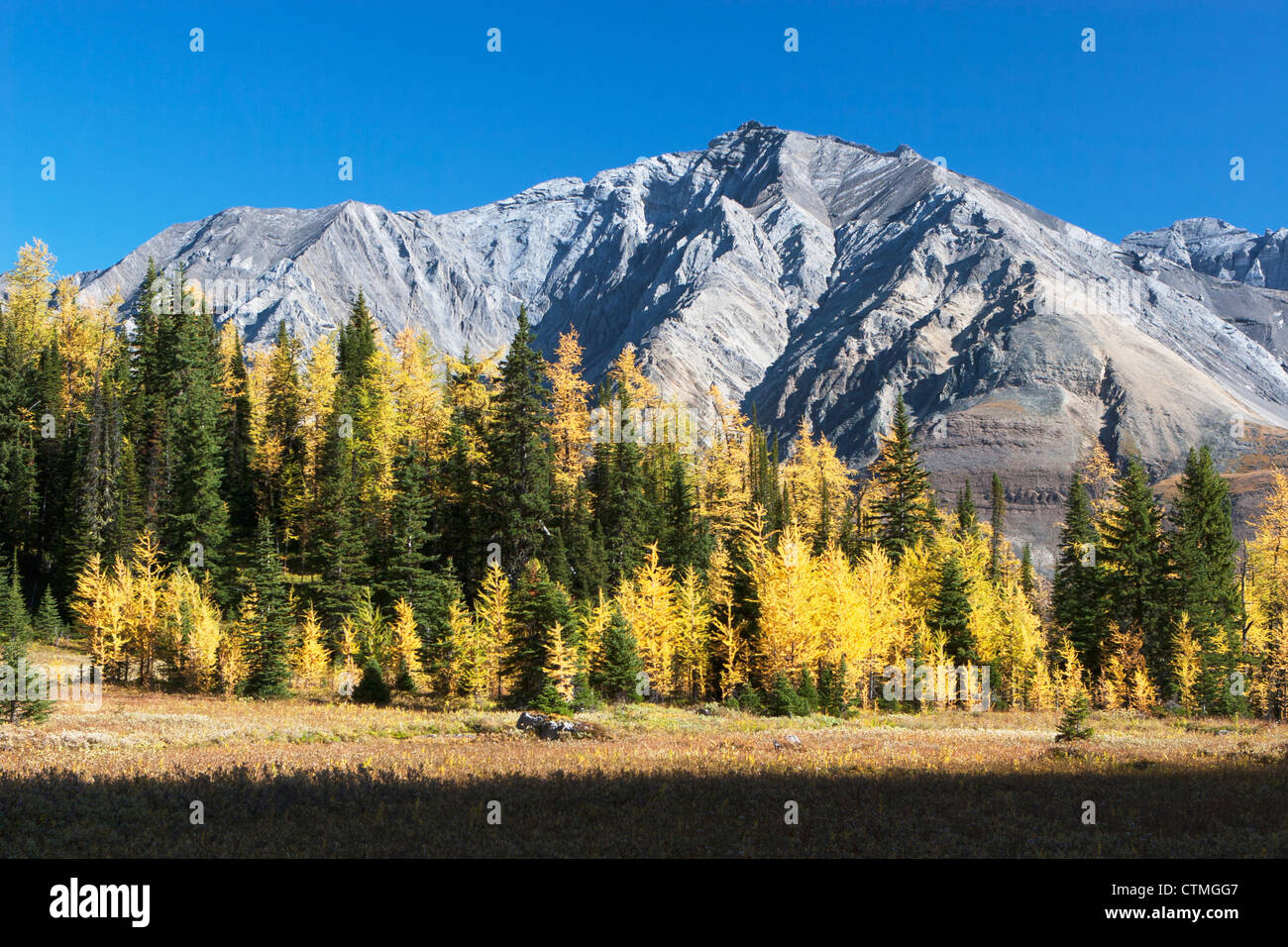 Mountain Meadow In The Fall With Golden Larch Trees And Mountain In The ...